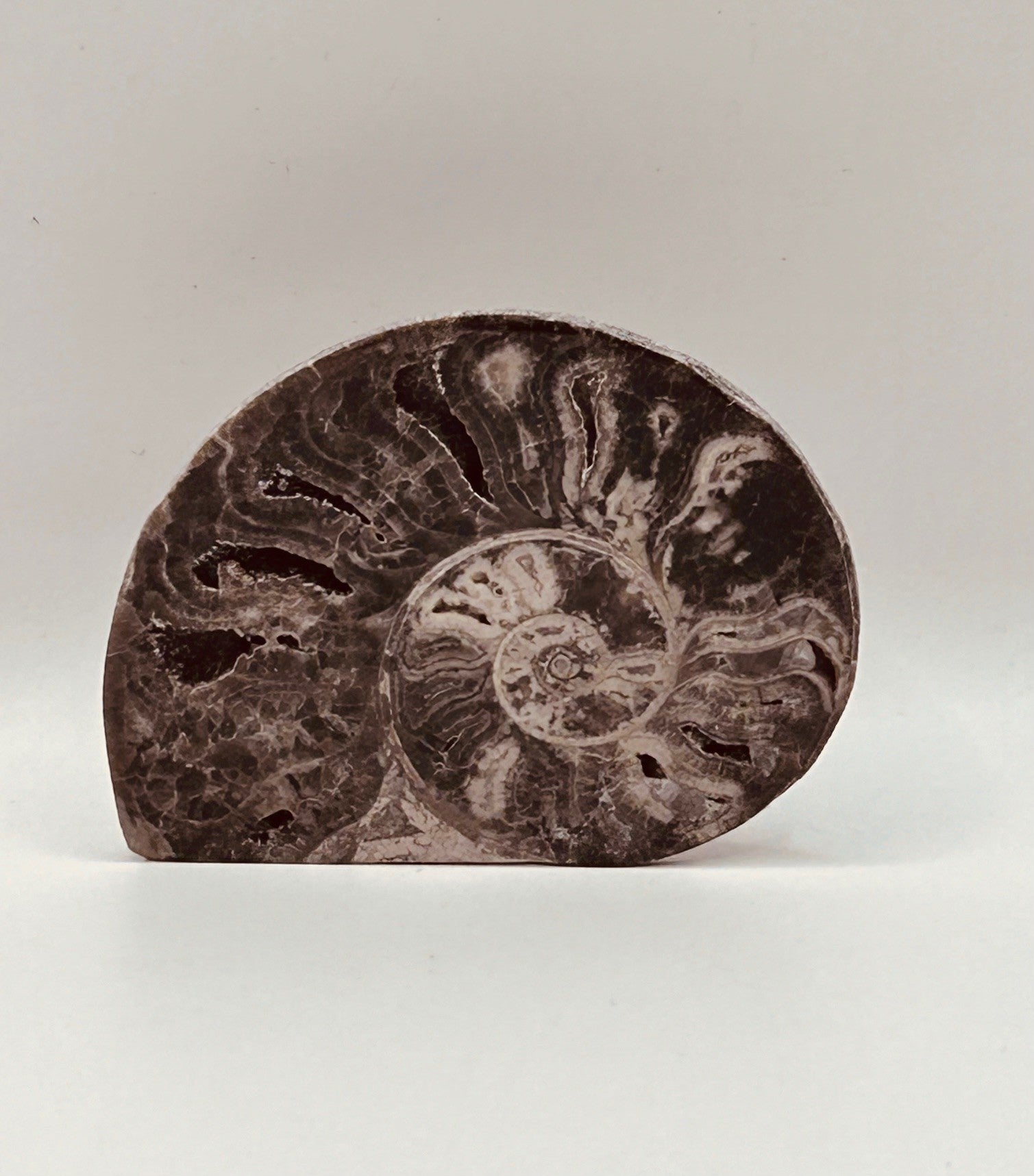 Fossil Ammonite (Choffaticeras) – PlayingCardDecks.com