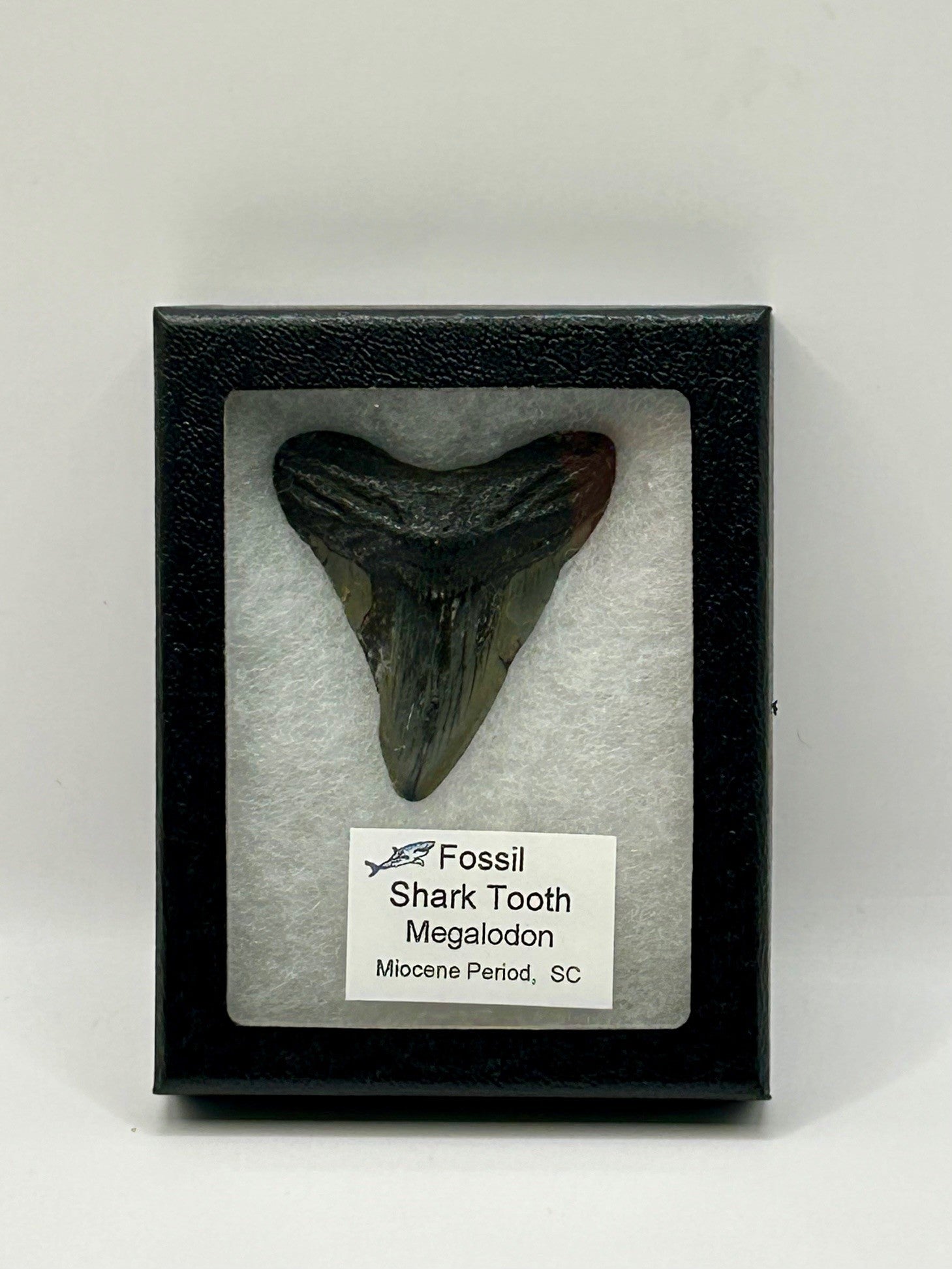 Megalodon Tooth (Carcharocles Megalodon) in Display Case ...