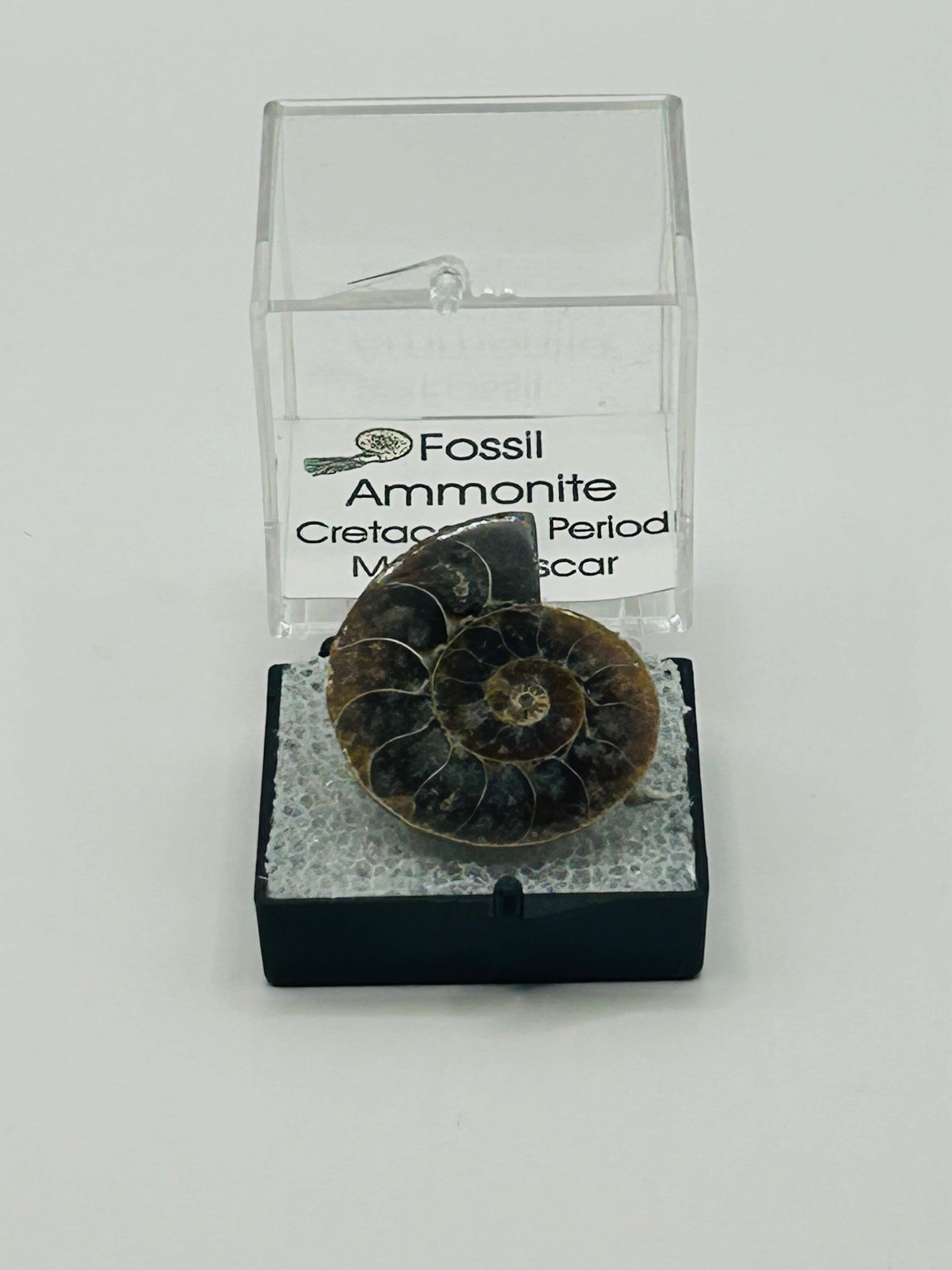 Ammonite Fossil - Cretaceous Period – PlayingCardDecks.com