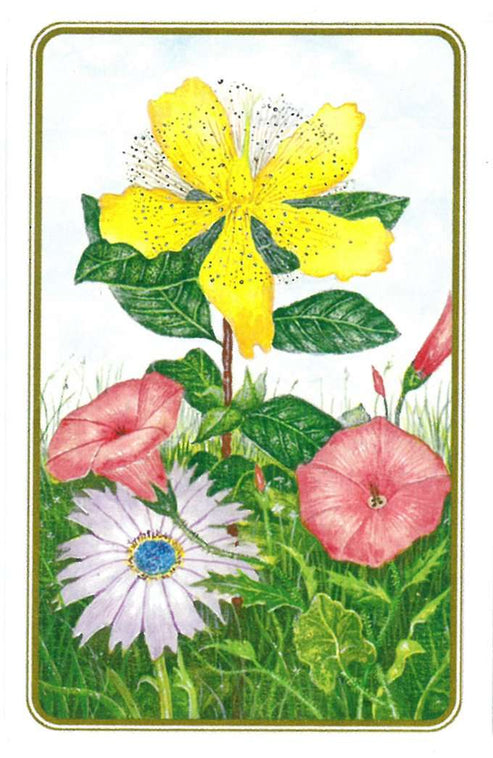 Wildflowers of the Natural World Playing Cards USGS – PlayingCardDecks.com