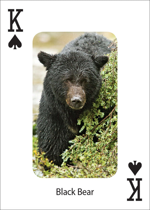 Bears Playing Cards – PlayingCardDecks.com