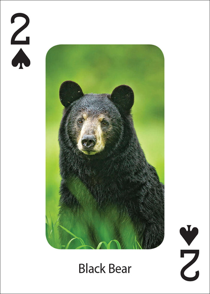 Bears Playing Cards – PlayingCardDecks.com