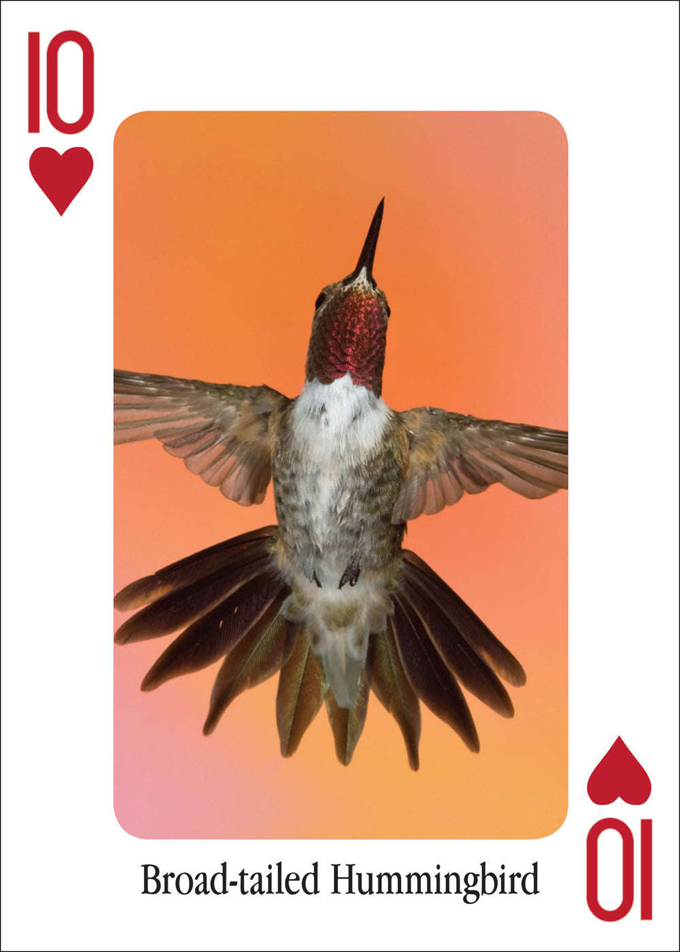 Hummingbirds Playing Cards – PlayingCardDecks.com
