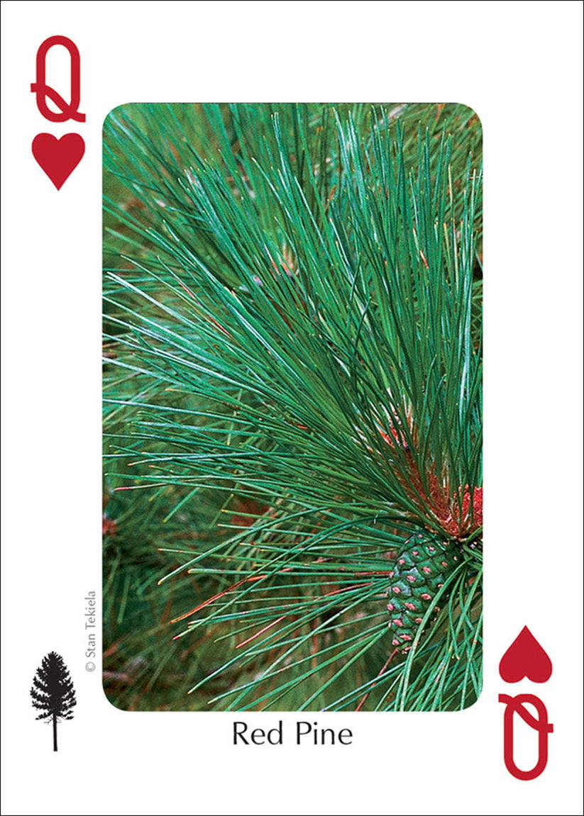 Midwest Trees Playing Cards – PlayingCardDecks.com